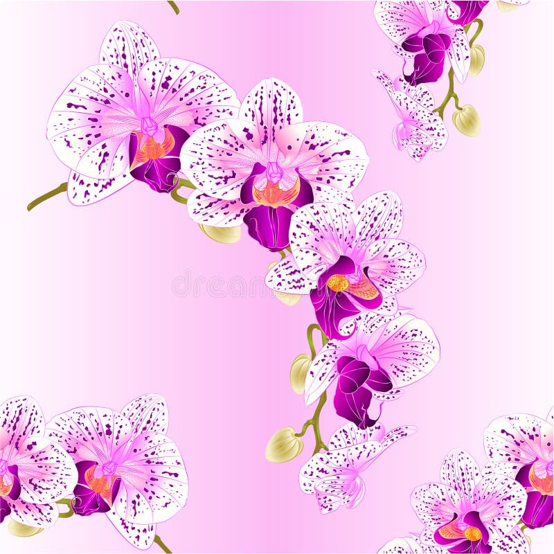 Seamless Texture Beautiful Orchid Phalaenopsis Purple And White Stem
