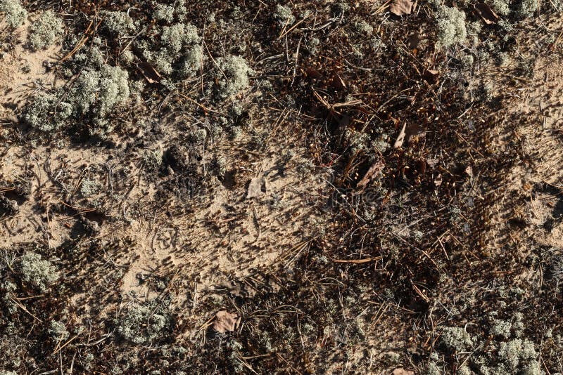 Wetland Texture Seamless Stock Photos - Free & Royalty-Free Stock ...