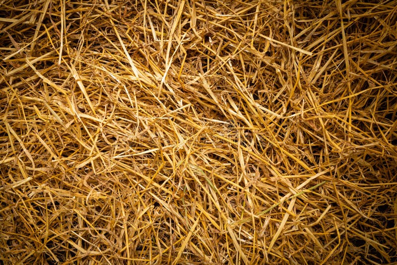 Seamless Texture of Dry Golden Hay Stock Photo - Image of natural, farm ...