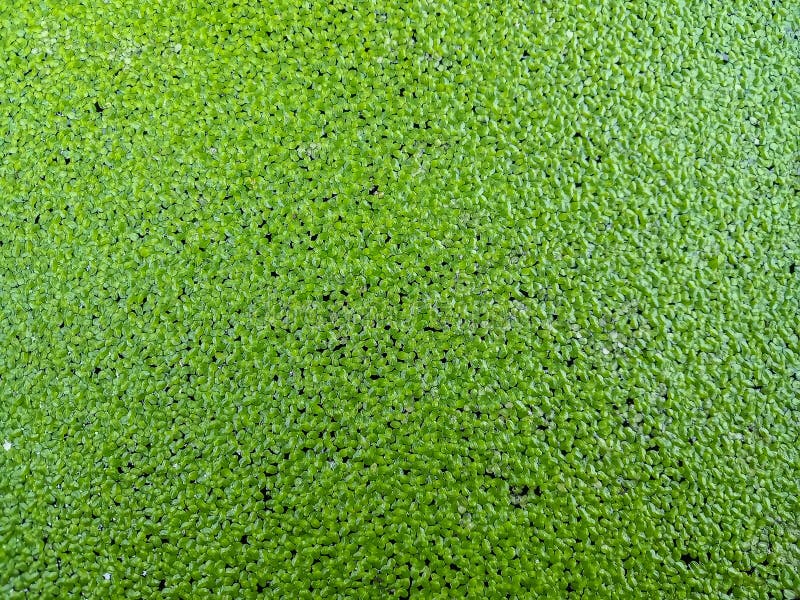 Seamless Texture of Green Duckweed in a Calm Pond Stock Photo - Image ...