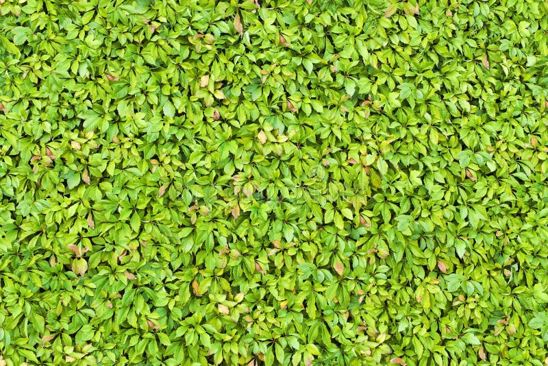 Leaves Texture Seamless White Seamless Texture With Light Green Leaves