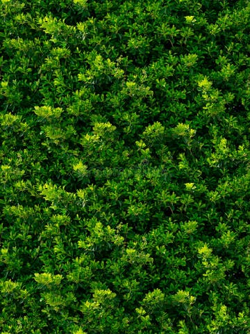 3,102 Green Bush Seamless Texture Stock Photos - Free & Royalty-Free ...