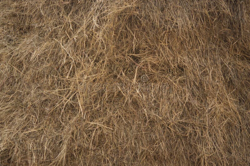 Seamless Texture Hay, Straw Stock Image - Image of abstract, grass ...