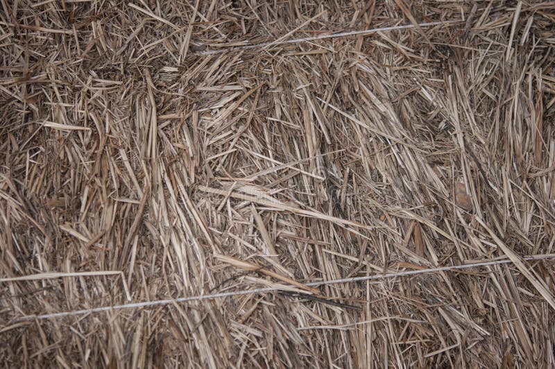 Seamless Texture Hay, Straw Stock Photo - Image of harvest, background ...