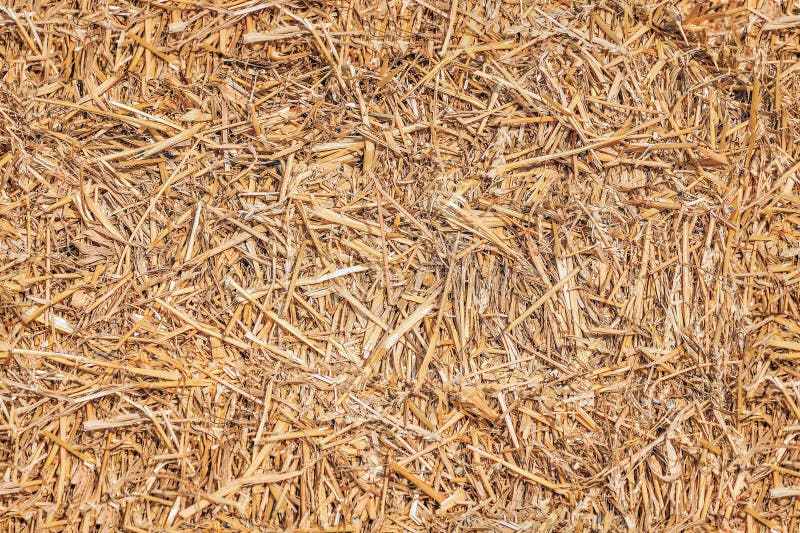 Seamless Texture Hay, Straw Stock Image - Image of gold, crop: 114615105