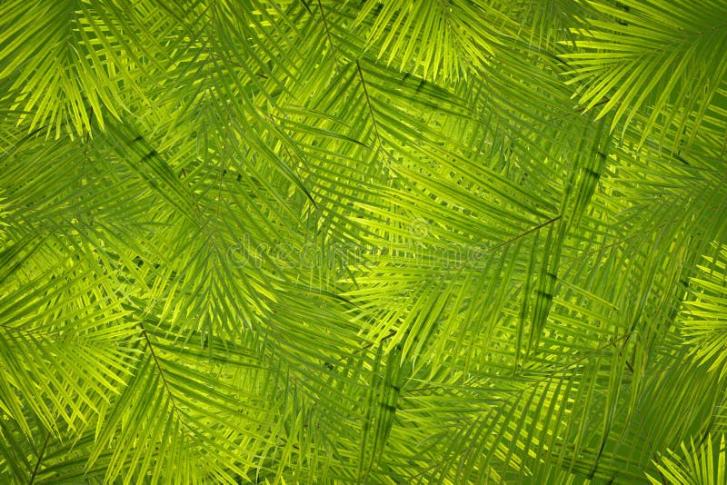 Seamless Texture with Leaves Stock Image - Image of nature, herb: 232856969