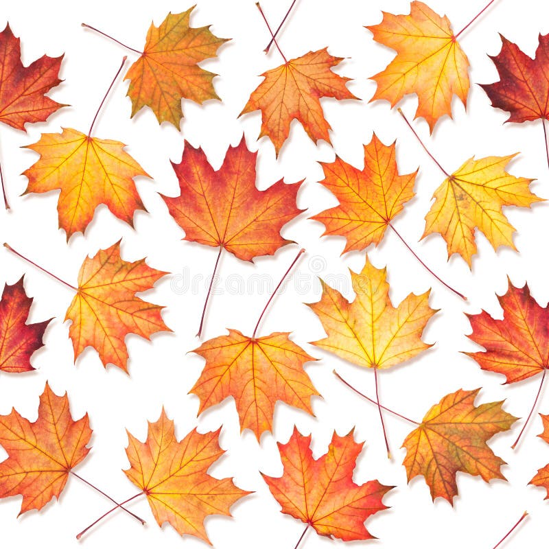 Seamless Maple (wood Texture) Stock Photo - Image of lines, natural ...