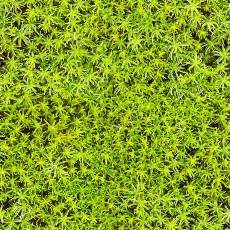 3,545 Moss Seamless Texture Stock Photos - Free & Royalty-Free Stock ...