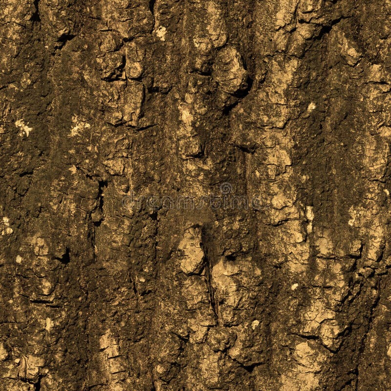 Seamless Texture of Old Forest Tree Stock Photo - Image of brown, plant ...