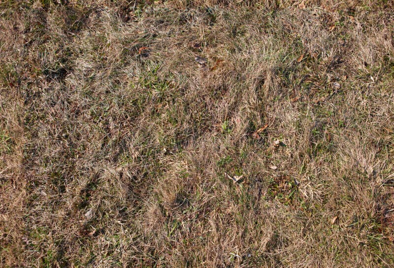 Dry Leaves on Green Grass. Seamless Texture. Stock Image - Image of ...