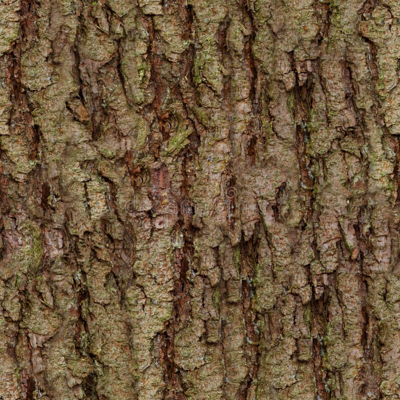 Seamless Texture of Old Forest Tree Stock Photo - Image of macro ...