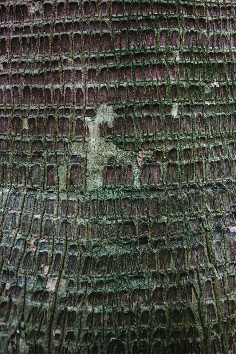 182 Seamless Palm Tree Trunk Texture Stock Photos - Free & Royalty-Free ...