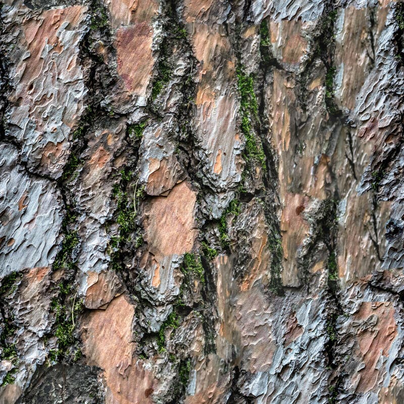 Seamless Pine Tree Texture