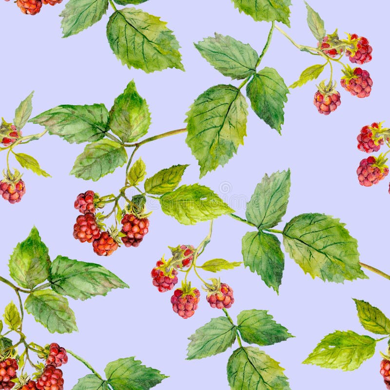 Seamless Texture with Patterned Beautiful Raspberry Stock Illustration ...
