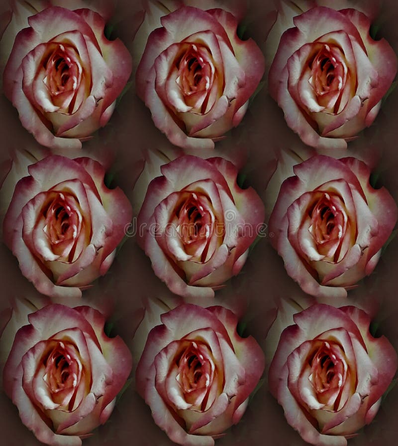 Seamless Texture - Pink Roses in a Bouquet Stock Photo - Image of pink ...