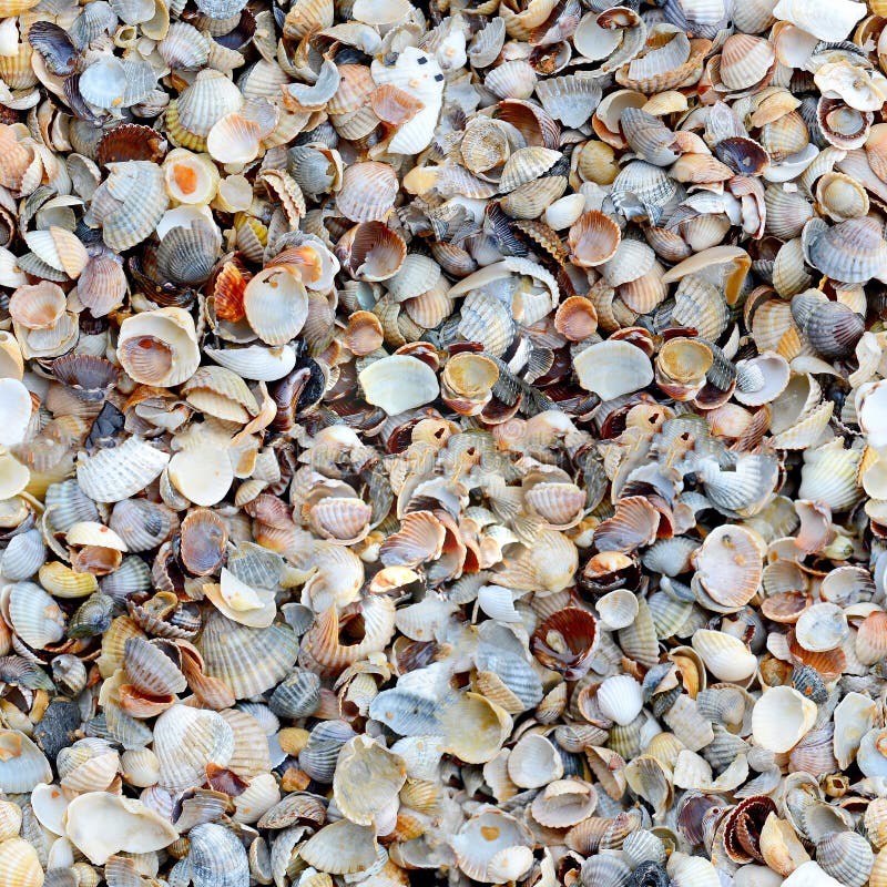 637 Seashell Seamless Texture Stock Photos - Free & Royalty-Free Stock ...