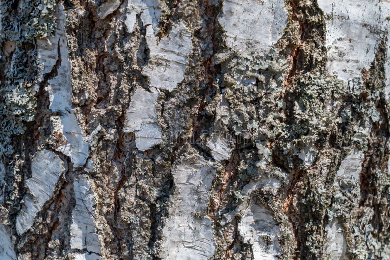 A Seamless Texture of Tree Bark - Cool for Wallpaper or Background ...