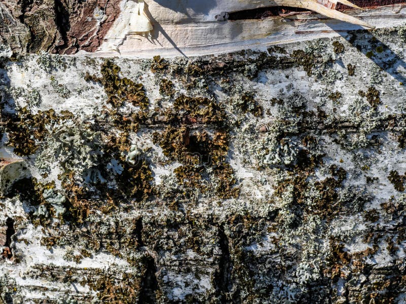 A Seamless Texture of Tree Bark - Cool for Wallpaper or Background ...