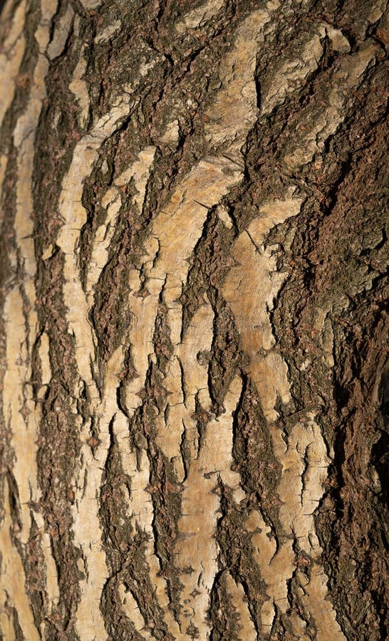A Seamless Texture of Tree Bark - Cool for Wallpaper or Background ...