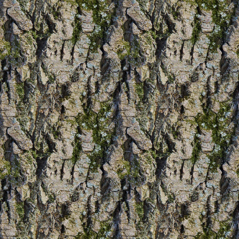 3,210 Pine Tree Bark Seamless Texture Photos - Free & Royalty-Free ...