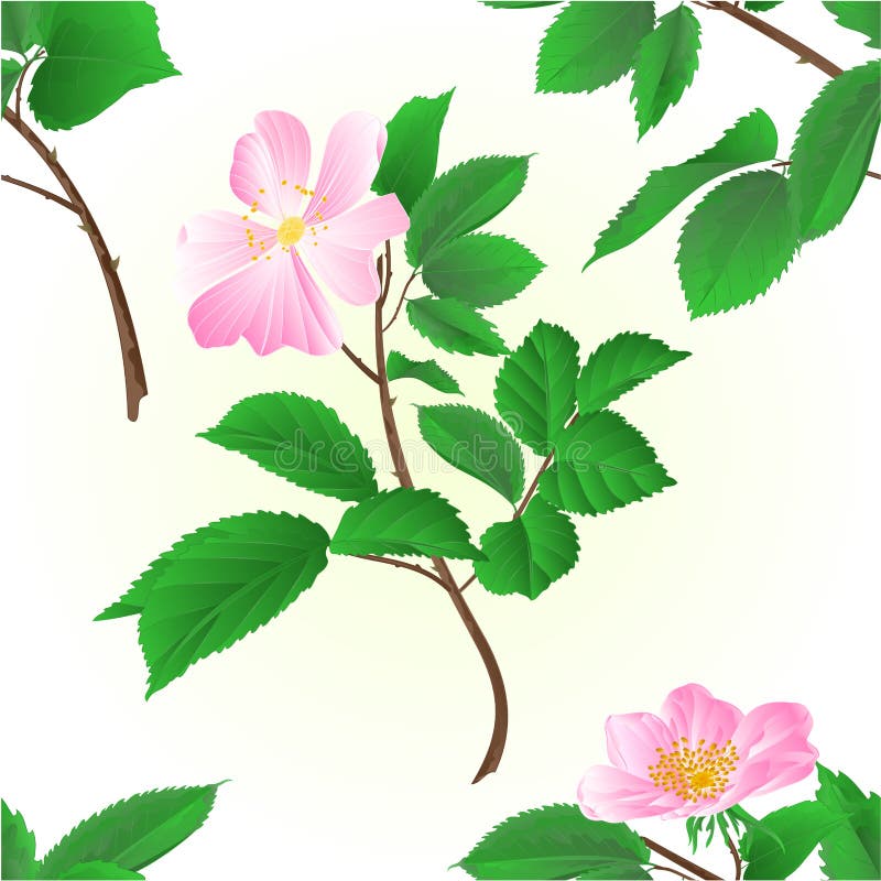 Seamless Texture Twig Wild Roses Vector Stock Vector - Illustration of ...