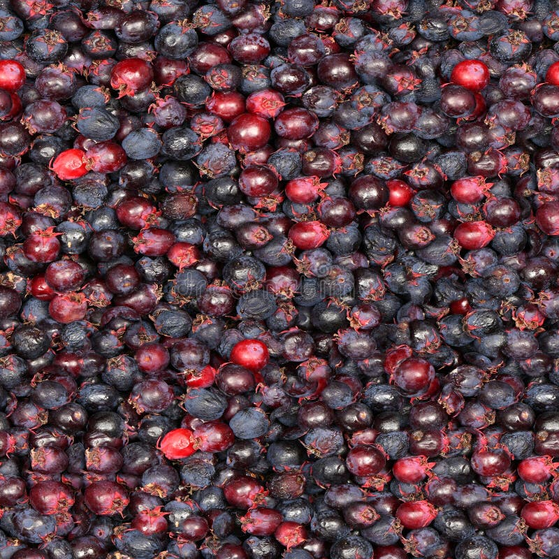 Seamless Texture or Wallpaper, Berries of Amelanchier or Chuckley Pear ...