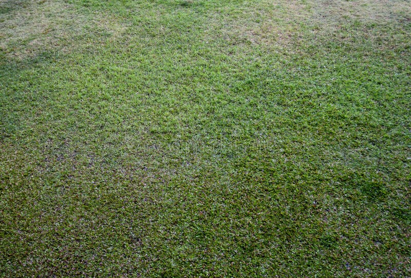 Seamless Tileable of Green Grass Stock Photo - Image of freshness, land ...