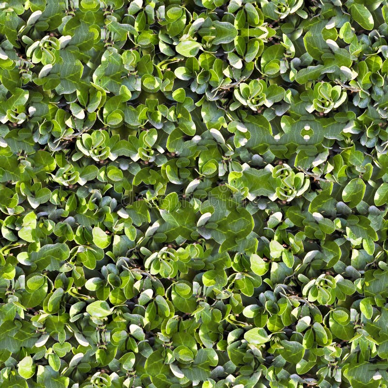 Seamless Tileable Texture of Field Stone Wall Stock Illustration ...