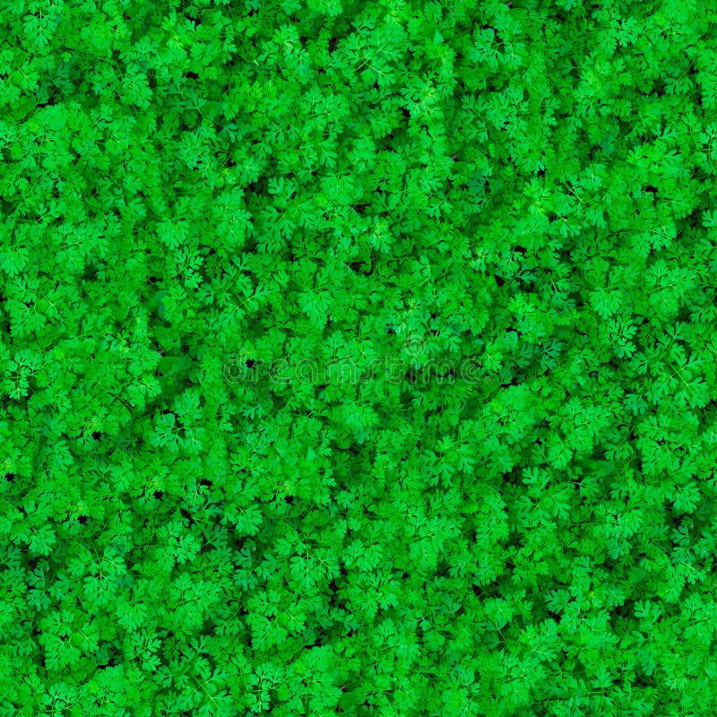 Seamless Texture Grass Stock Illustration Illustration Of Growth
