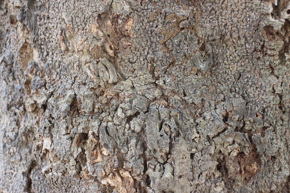 Tree Bark Texture Wallpaper. Seamless Tree Bark Background. the Bark of a Large Tree Stock Photo ...