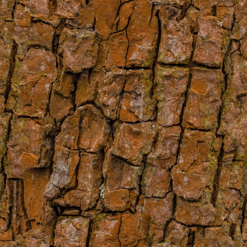 Seamless Tree Bark Texture. Endless Wooden Background for Web Stock ...