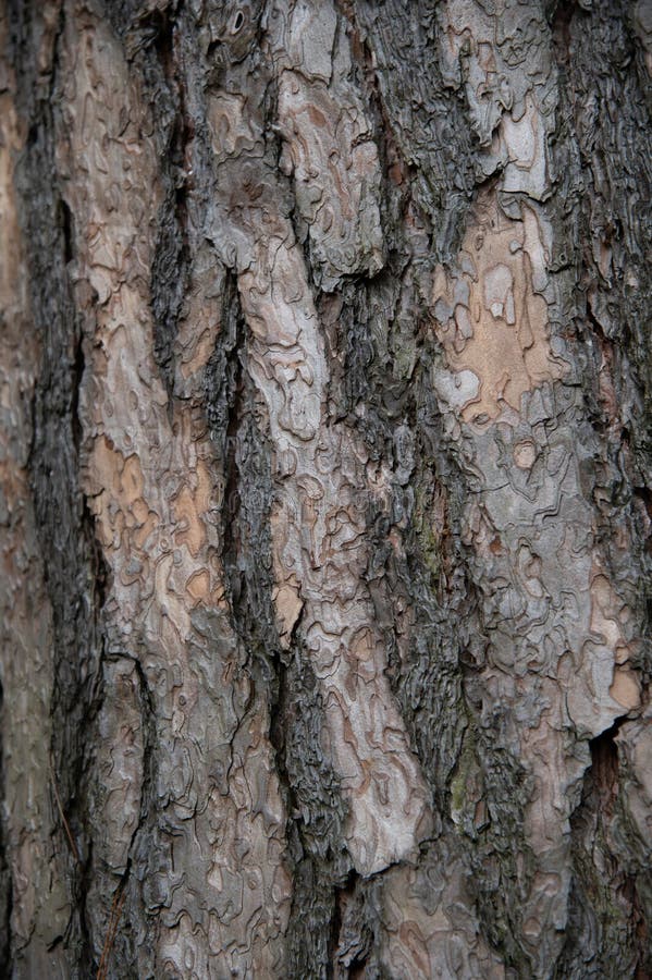 Seamless Tree Bark, Rind Texture Stock Image - Image of table ...