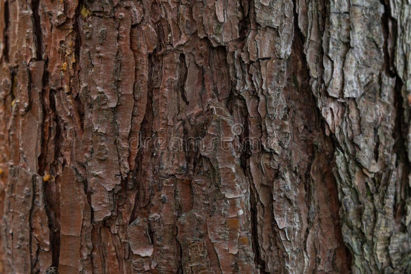 Seamless Tree Bark, Rind Texture Stock Photo - Image of pattern ...