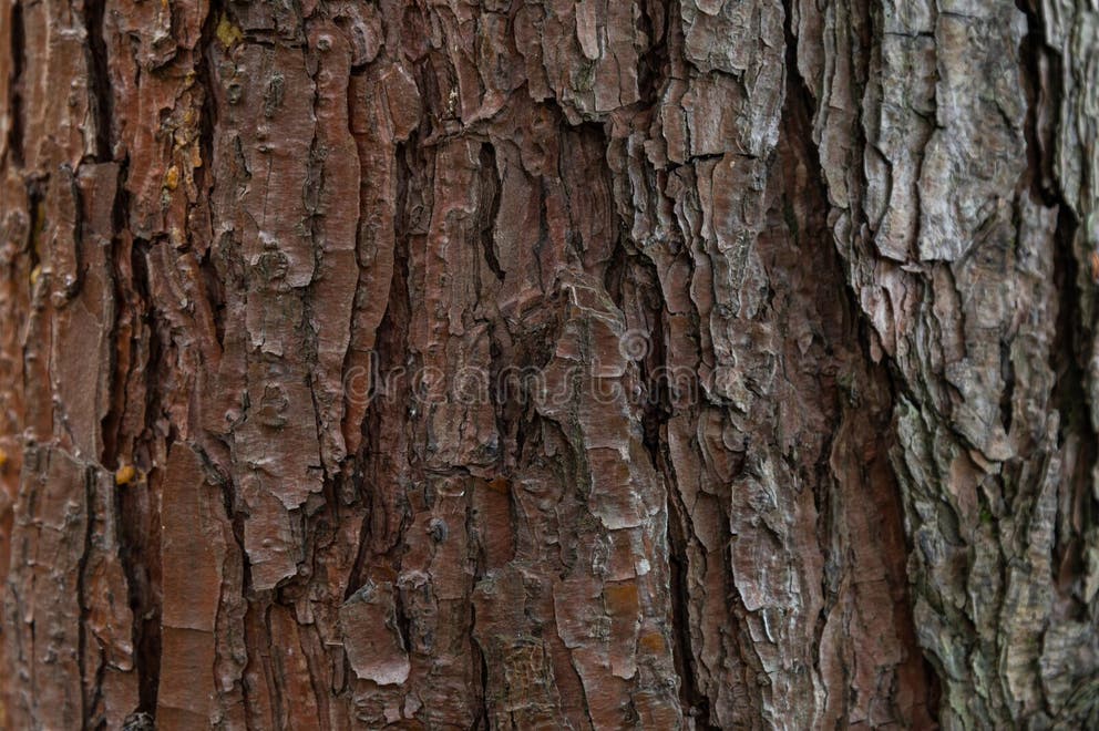 Seamless Tree Bark, Rind Texture Stock Photo - Image of pattern ...