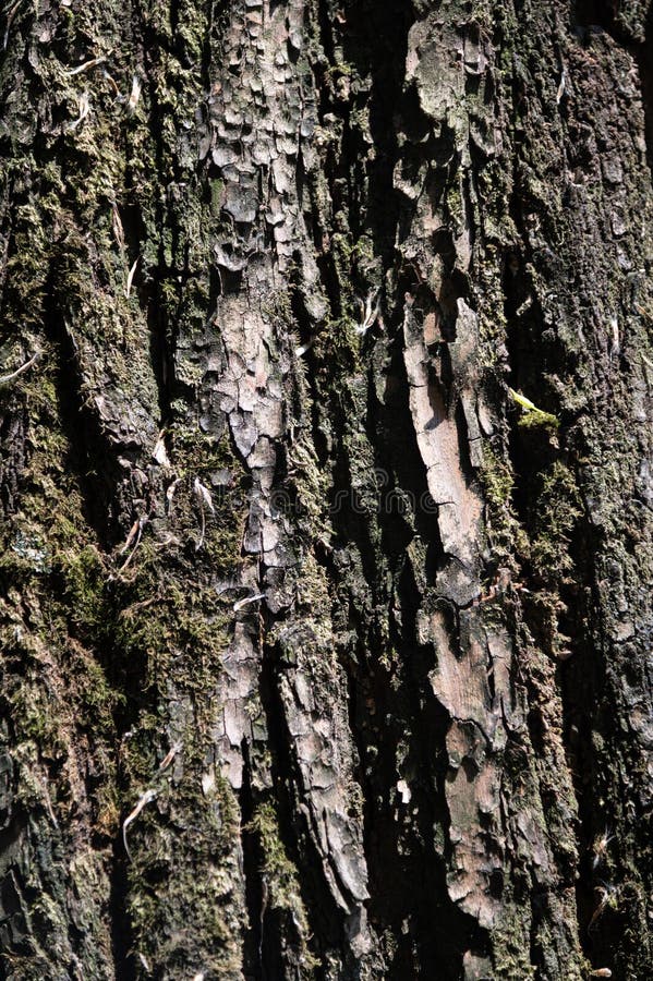 Seamless Tree Bark, Rind Texture Stock Image - Image of seamless ...