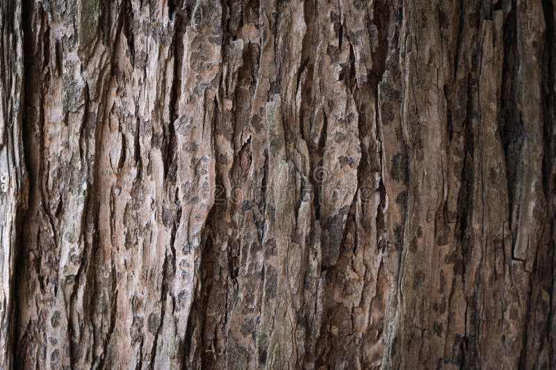 Seamless Tree Bark, Rind Texture Stock Image - Image of color, board ...