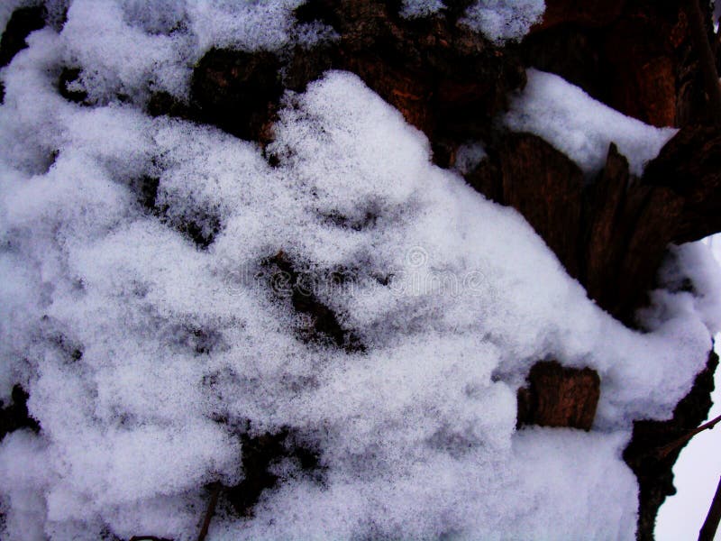 Seamless Tree Bark Texture. Endless Wooden Background for Web Stock ...
