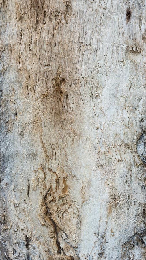 Seamless Tree Bark Texture, Inner Layer of Common Tree Trunk Abstract ...
