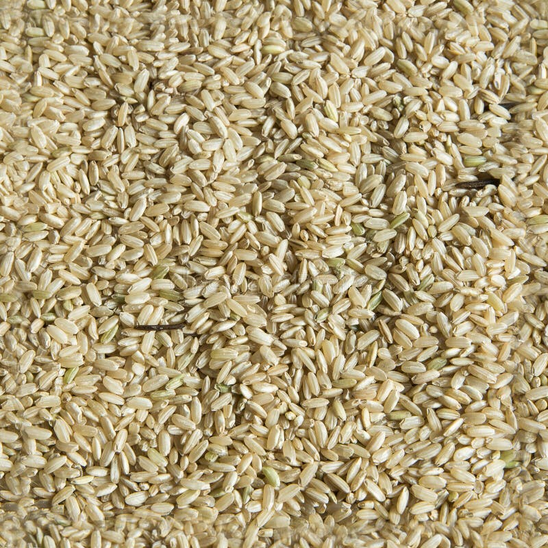 Seamless Uncooked Rice Texture Stock Image - Image of plant, design ...