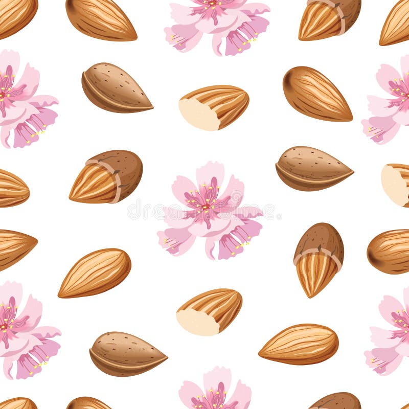 Seamless Vector Pattern with Almond Nuts. Vector Illustration Stock ...