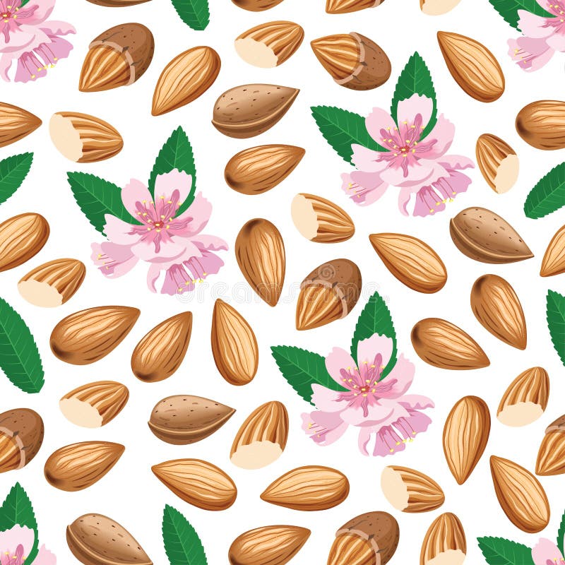 Seamless Vector Pattern with Almond Nuts. Vector Illustration Stock ...