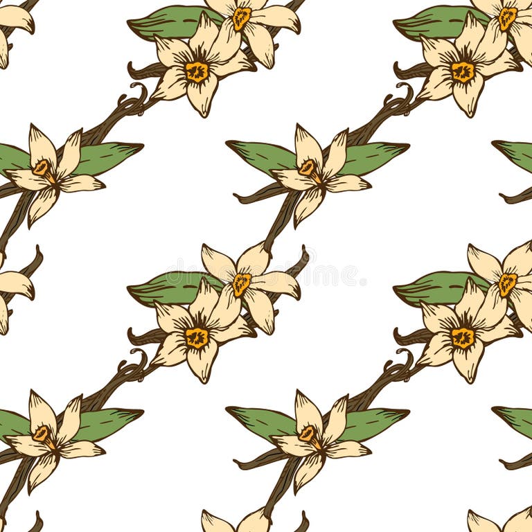 Vanilla Flower Seamless Pattern Stock Illustrations – 1,528 Vanilla ...