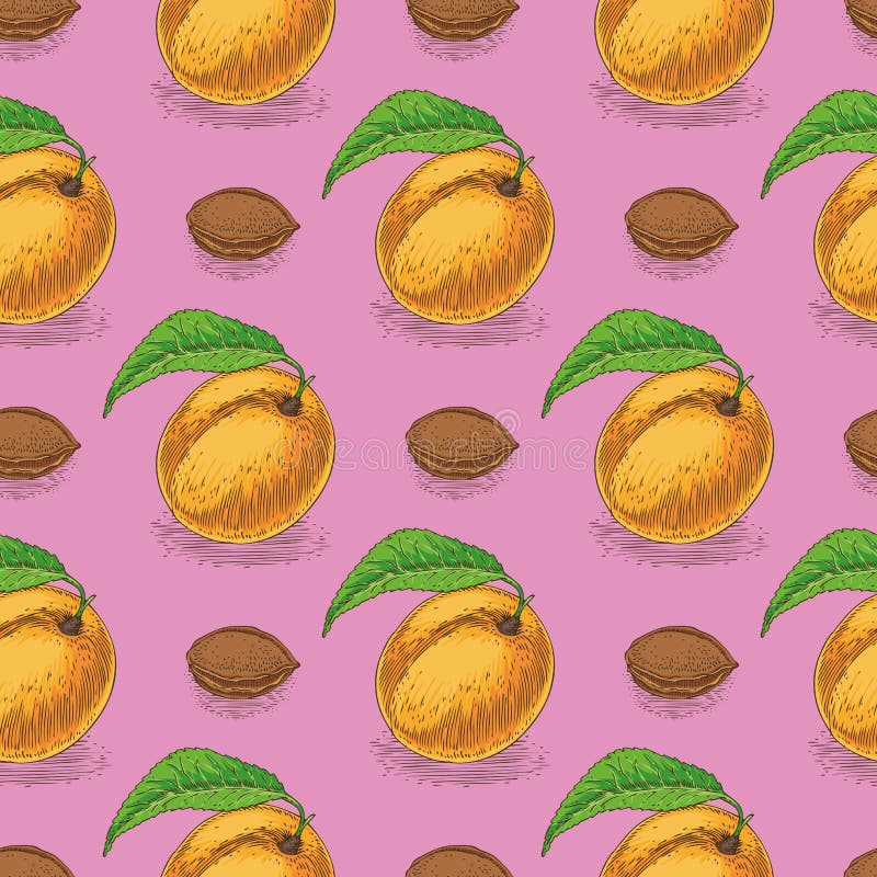 Apricot Kernels Stock Illustrations – 31 Apricot Kernels Stock ...