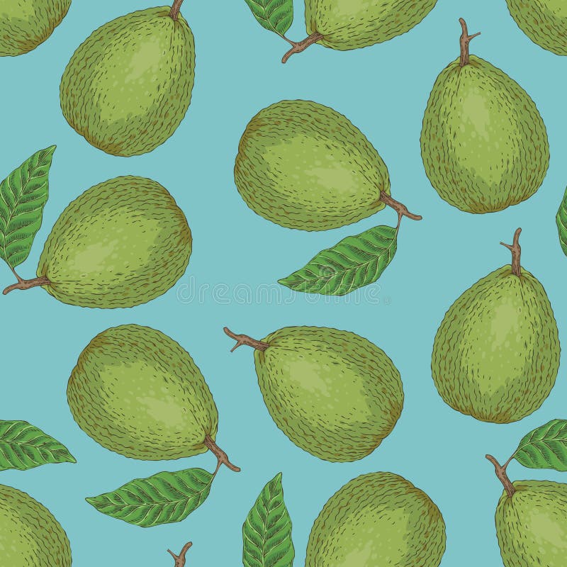 Guava Leaf Stock Illustrations – 2,863 Guava Leaf Stock Illustrations ...