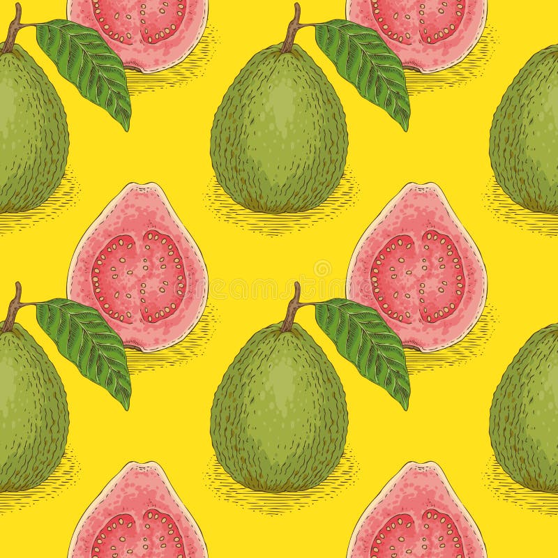 Guava Leaf Stock Illustrations – 2,736 Guava Leaf Stock Illustrations ...