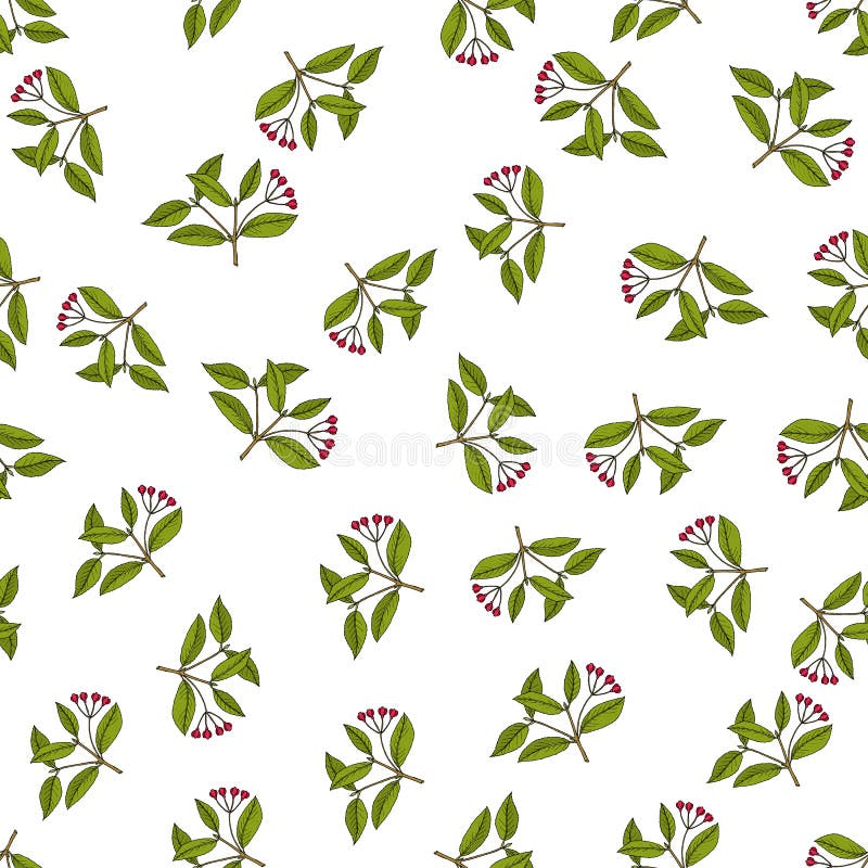 Seamless Vector Pattern with Spindle Tree Branches Stock Vector ...