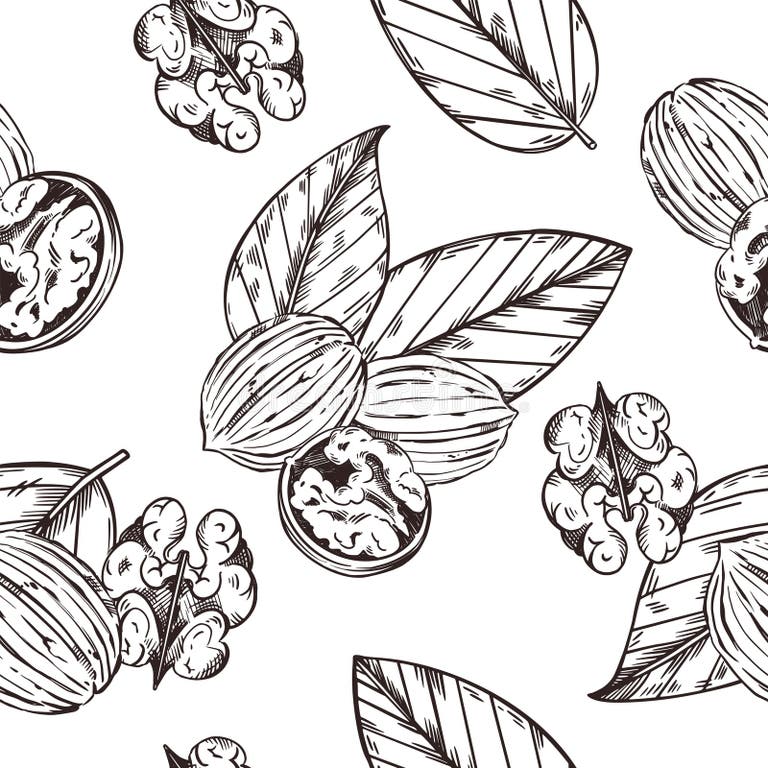 Seamless Vector Pattern of Walnut, Walnut Leaves, Peeled Walnut. All ...