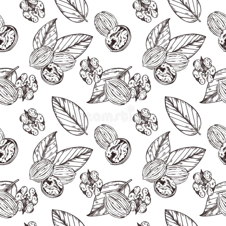 Seamless Vector Pattern of Walnut, Walnut Leaves, Peeled Walnut. All Objects are Hand-drawn with ...