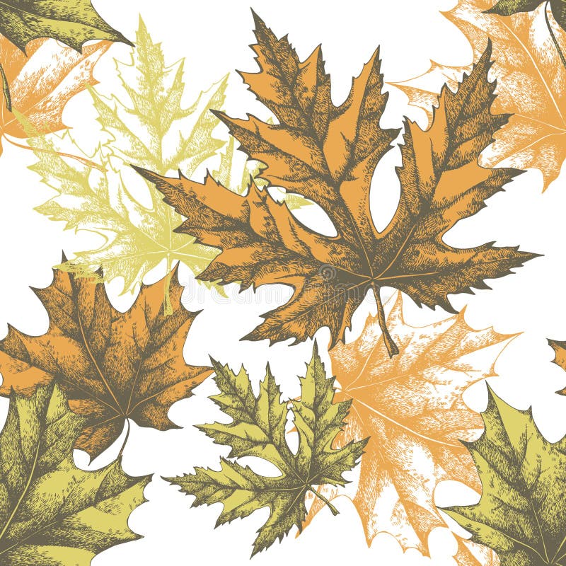 Maple Leaf Drawing Wallpaper