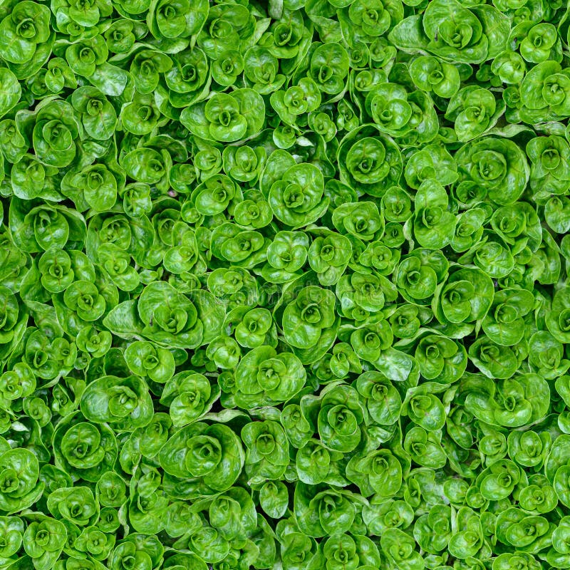 Seamless water texture stock photo. Image of fresh, spray - 35176624